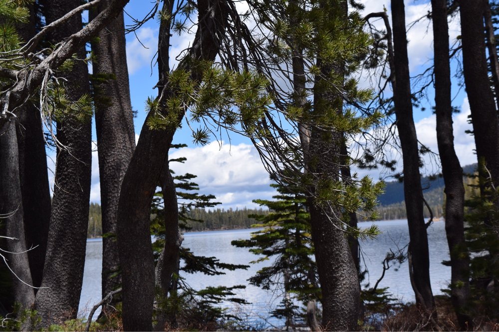 TAHOE NATIONAL FOREST - Updated November 2025 - 259 Photos & 14 Reviews ...