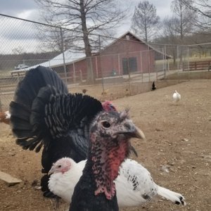 SUSON PARK - 132 Photos & 33 Reviews - 6059 Wells Rd, Saint Louis ...