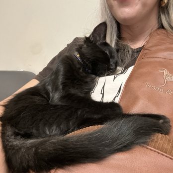 SOUTH COUNTY VETERINARY HOSPITAL - Updated October 2025 - 31 Photos ...