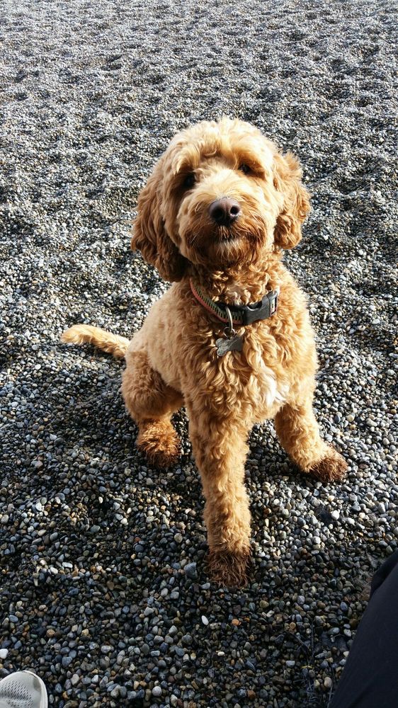 CAMP CROCKETT DOG DAY CAMP - Updated January 2026 - 17 Photos & 28 ...