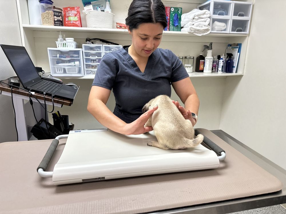 HAIKU VETERINARY CLINIC - Updated June 2024 - 38 Photos & 57 Reviews ...