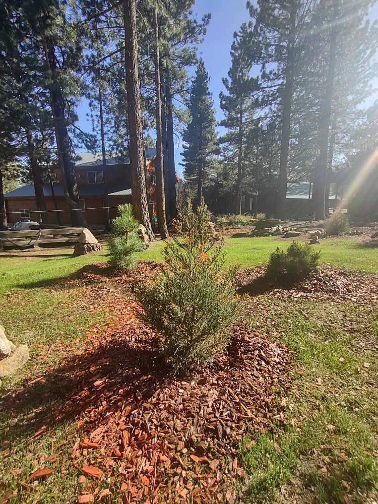 MAJESTIC PINES PARK - Updated January 2025 - 200 Monterey Pine Rd ...