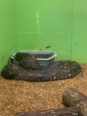 REPTILE WORLD SERPENTARIUM - Updated July 2024 - 130 Photos & 53 ...