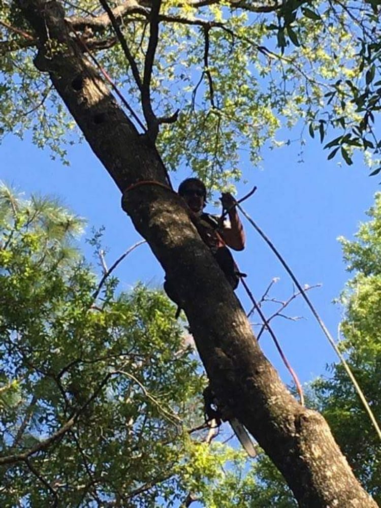BICKMEYERS TREE SERVICE - Updated July 2025 - 43 Photos & 10 Reviews ...