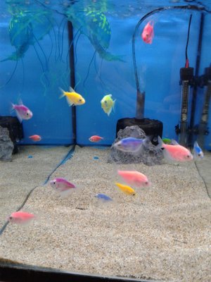 STRICTLY REEF - 75 Photos & 48 Reviews - 907 W Moana Ln, Reno, Nevada ...