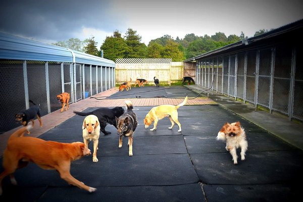 VIP BOARDING & DAYCARE - Updated June 2026 - 71 Photos & 13 Reviews ...