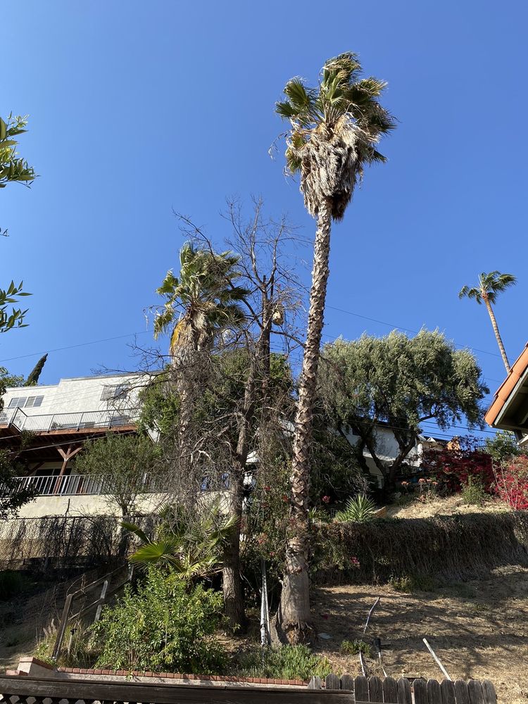 VILLARREAL TREE SERVICE - Updated January 2026 - 14 Photos - Los ...