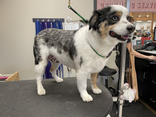 ANNIE’S GROOMING - Updated January 2026 - 17 Photos - 19073 South ...