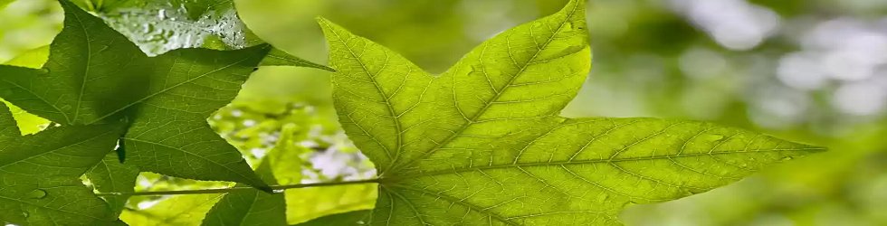 GREEN DROP TREE CARE - Updated December 2025 - Regina, Saskatchewan ...