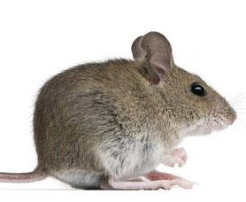 SMITHEREEN PEST MANAGEMENT SERVICES - Updated June 2026 - 32 Photos ...