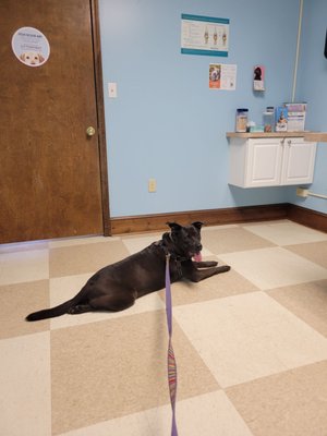 MYRTLE BEACH ANIMAL HOSPITAL - Updated January 2026 - 15 Photos & 26 ...