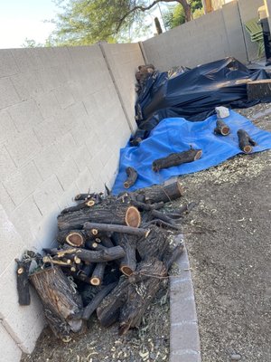 SAM THE TREE GUY - Updated September 2025 - 24 Photos & 21 Reviews ...