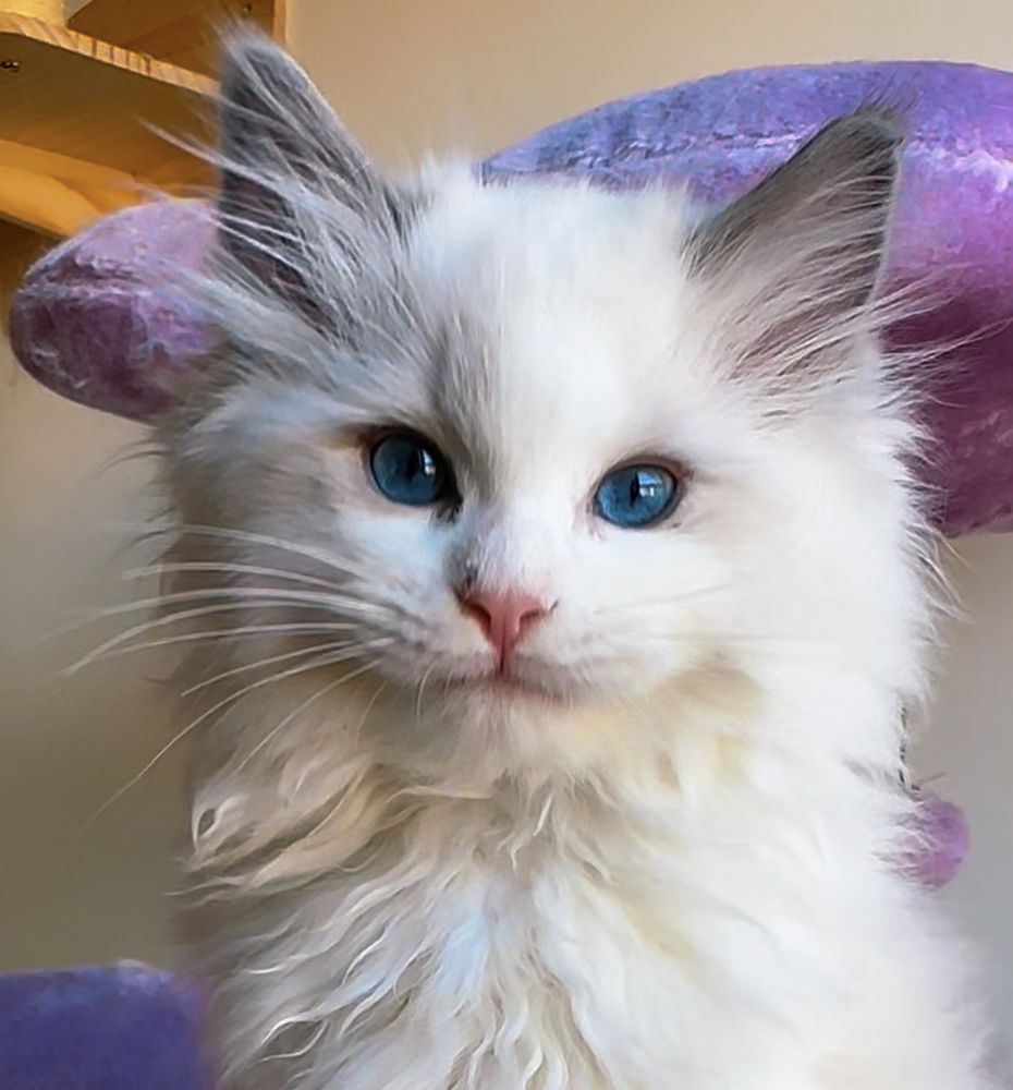 POSH RAGGIES RAGDOLL & CHERUBIM KITTENS - Updated November 2024 - 18 ...