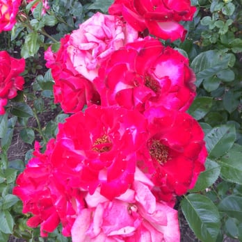 MAPLEWOOD ROSE GARDEN - Updated July 2025 - 109 Photos & 11 Reviews - 1 ...