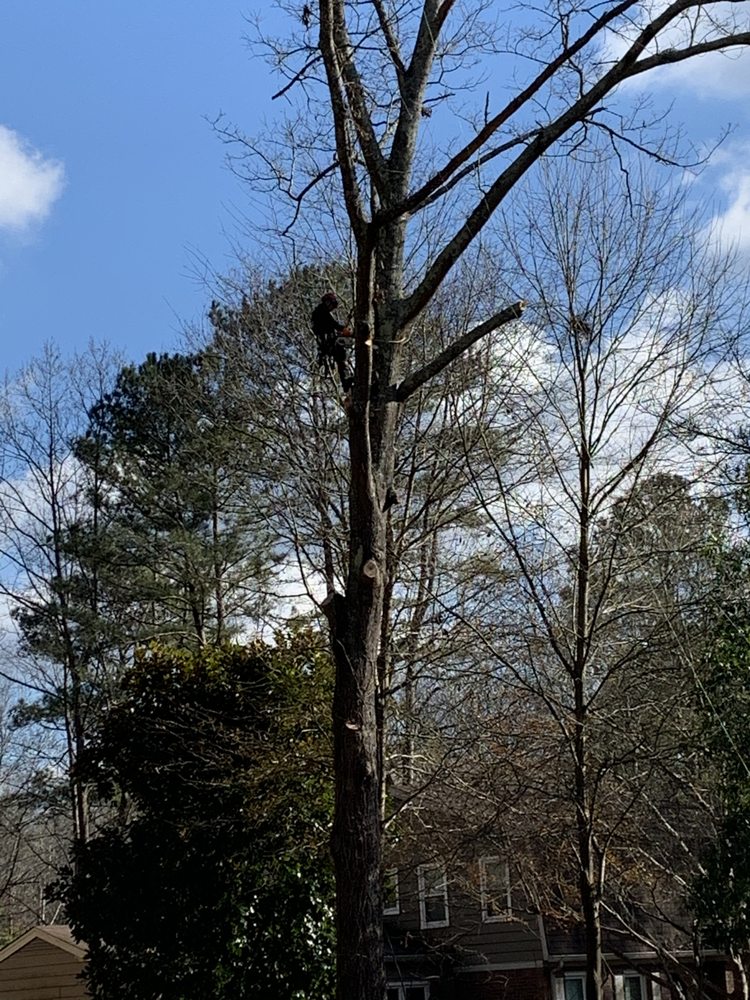 TOP TIER TREES - 23 Photos & 16 Reviews - 2431 Hidden Hills Dr ...