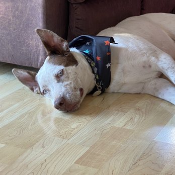 PETSMART - Updated May 2025 - 73 Photos & 139 Reviews - 450 Cochran St ...