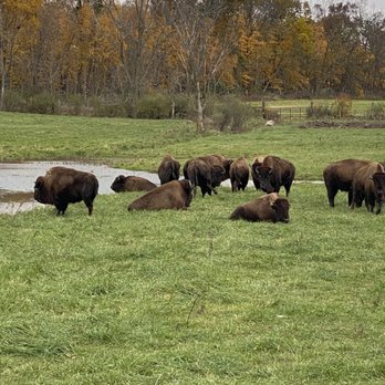 WOLF PARK - Updated December 2025 - 99 Photos & 32 Reviews - 4004 E ...