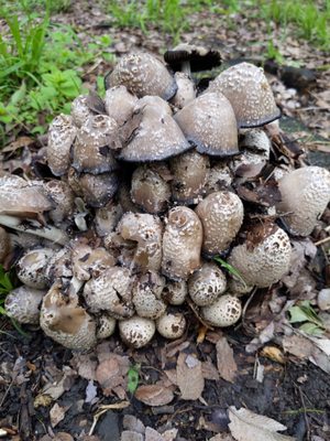 DAYSPRING NATURE PRESERVE - 28 Photos - 622 Rainforest Ln, Allen, Texas ...