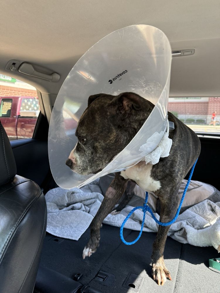 MIDWEST ANIMAL HOSPITAL - Updated October 2025 - 63 Photos & 277 ...