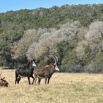 NATURAL BRIDGE WILDLIFE RANCH - Updated May 2025 - 1807 Photos & 580 ...
