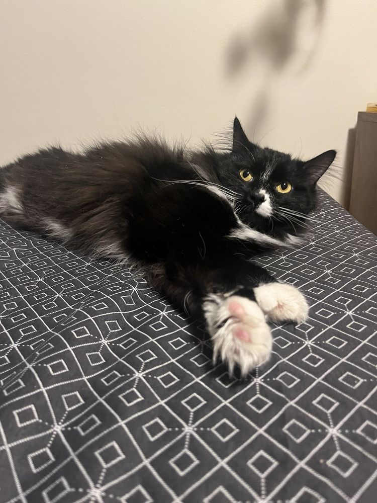 PETS ON BROADWAY ANIMAL HOSPITAL - Updated December 2025 - 20 Photos ...