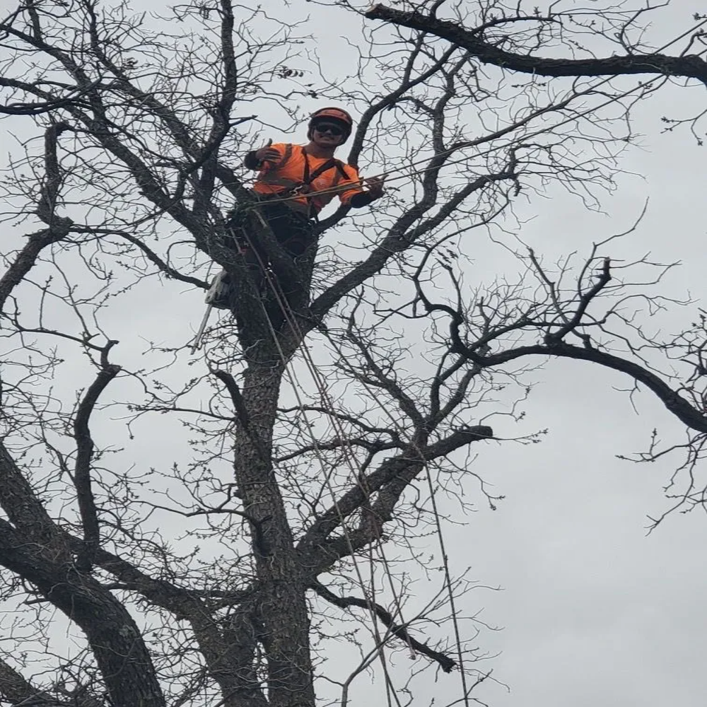 THE TREE GUYS OF WTX - Updated August 2025 - 1725 Wyoming Ave, San ...