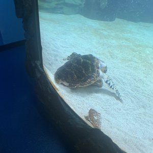 SEA LIFE GRAPEVINE AQUARIUM - 412 Photos & 235 Reviews - 3000 Grapevine ...
