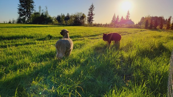 SWEETGRASS AND SAGE ALPACA AND WELLNESS FARM - Updated September 2025 ...