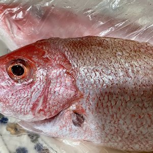 BRANZINO FISH MARKET - Updated June 2025 - 15 Reviews - 4847 Broadway ...