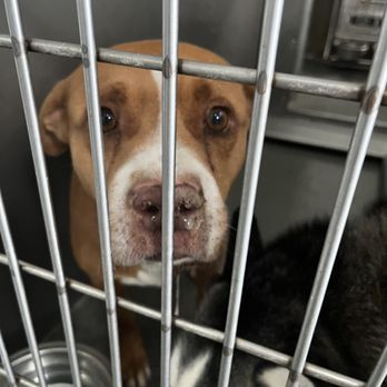 SOUTHEAST AREA ANIMAL CONTROL AUTHORITY - Updated August 2024 - 188 ...