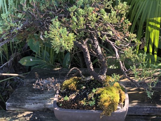 MIAMI TROPICAL BONSAI - Updated January 2025 - 60 Photos & 29 Reviews ...