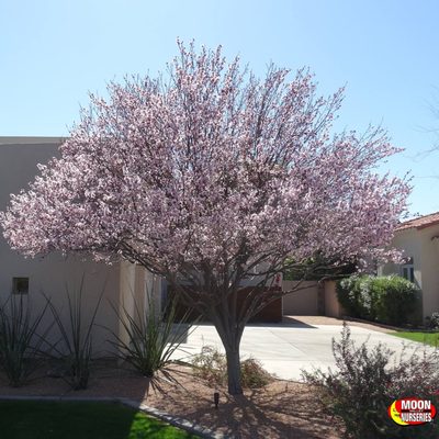 MOON VALLEY NURSERIES - Updated April 2024 - 643 Photos & 319 Reviews ...