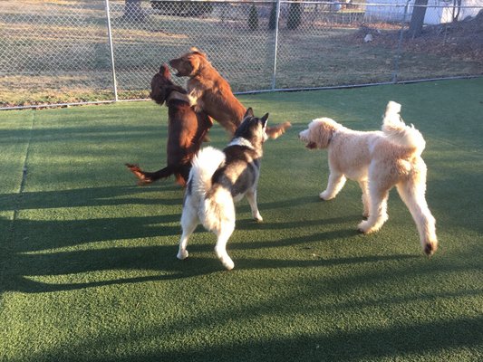 THE ANIMAL INN - Updated December 2025 - 12 Photos & 11 Reviews - 831 ...