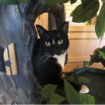 THE CAT CHALET - Updated January 2026 - 41 Photos & 21 Reviews - 6160 ...