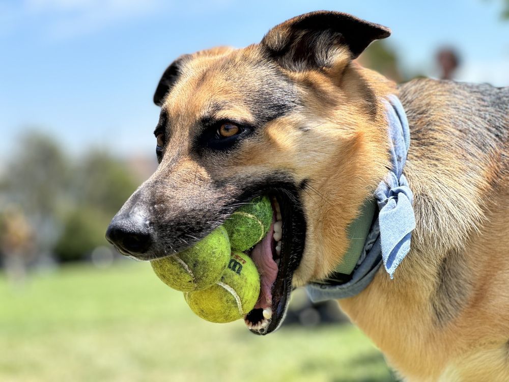 3 LEGGED DOG PICNIC - Updated December 2025 - 2 Duboce Ave, San ...