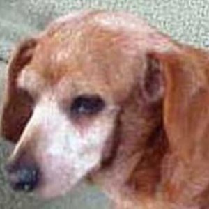 HELPING HOUNDS DOG RESCUE - Updated July 2025 - 16 Photos & 29 Reviews ...