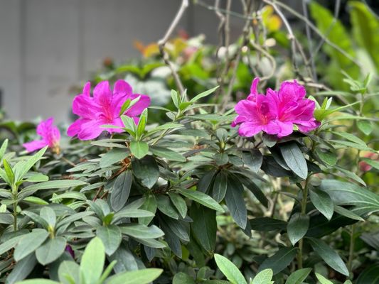 AMAZON SPHERES - Updated April 2025 - 1074 Photos & 136 Reviews - 2111 ...