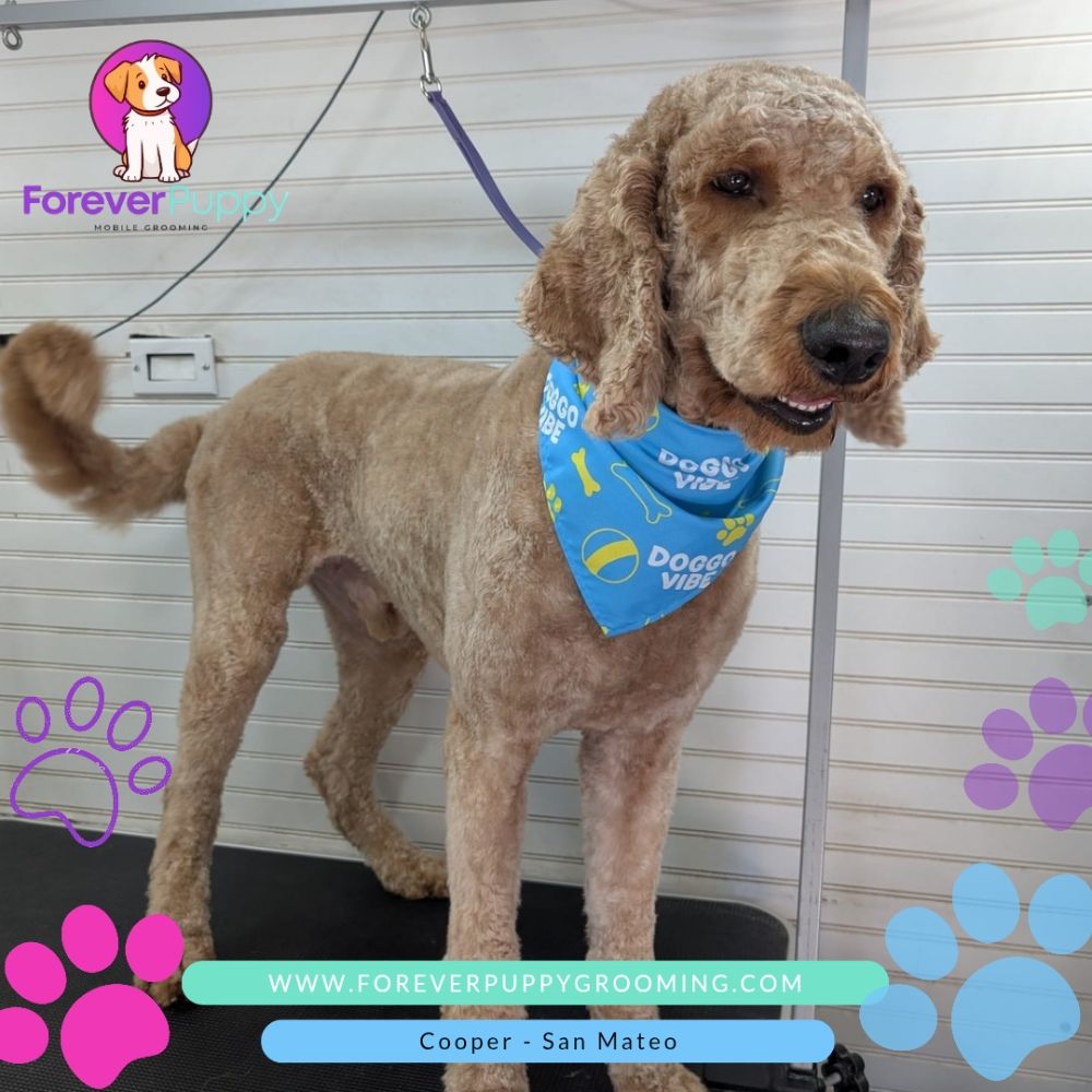 FOREVER PUPPY GROOMING - Updated October 2025 - 74 Photos & 25 Reviews ...