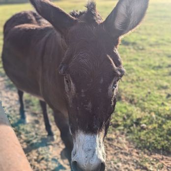 DA RANCH - Updated August 2025 - 293 Photos & 136 Reviews - 1901 N ...