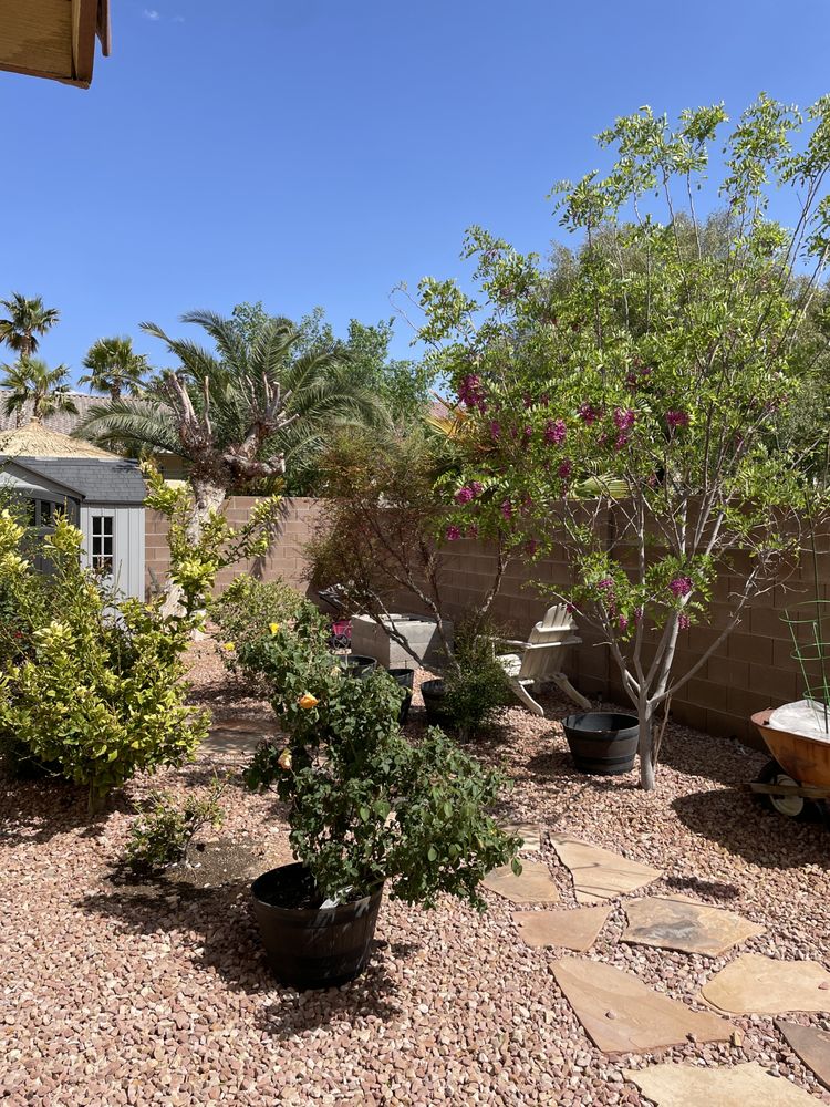 CACTI LANDSCAPE SERVICES - Updated September 2025 - 35 Photos & 49 ...