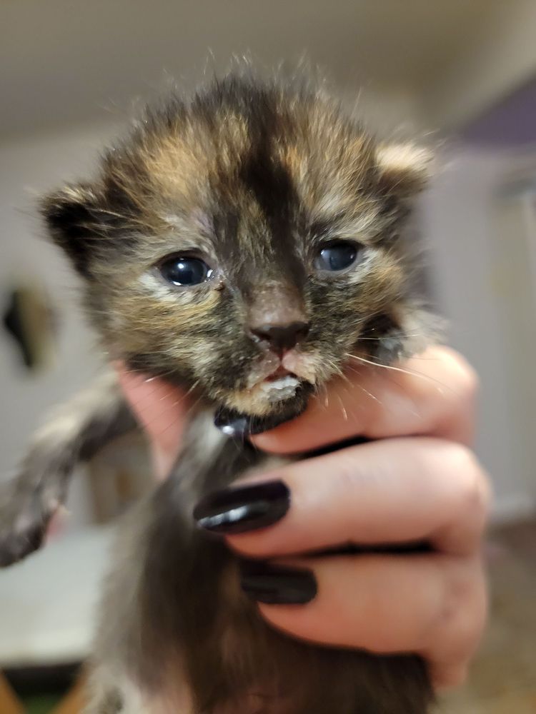 INDYHUMANE - Updated October 2025 - 172 Photos & 82 Reviews - 7929 N ...