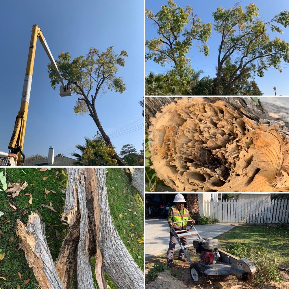TREE DOCTOR SERVICE - Updated October 2025 - 76 Photos & 66 Reviews ...