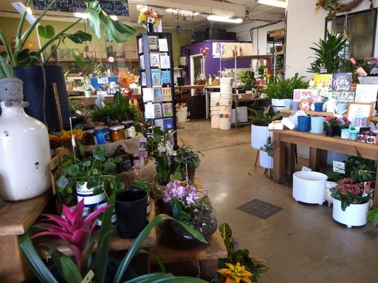 CACTUS FLOWER FLORISTS - Updated December 2024 - 50 Photos & 70 Reviews ...