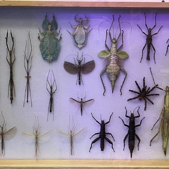 THE INSECT ASYLUM - Updated December 2025 - 65 Photos & 15 Reviews ...