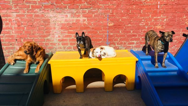 BUDDY’S DOG DEN - Updated May 2026 - 23 Photos & 79 Reviews - 429 ...
