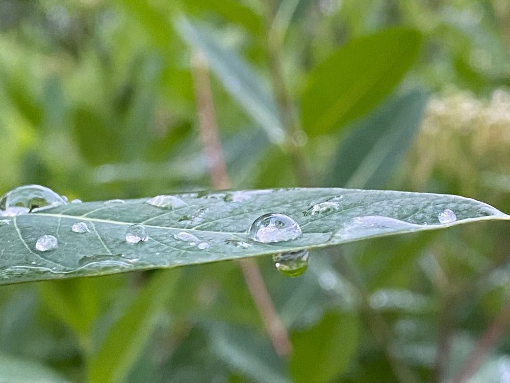 TREES & TRANQUILITY GUIDED FOREST THERAPY - 22 Photos - Chicago ...
