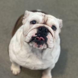 All Dogs Unleashed Reviews | Read Customer Service Reviews of ...