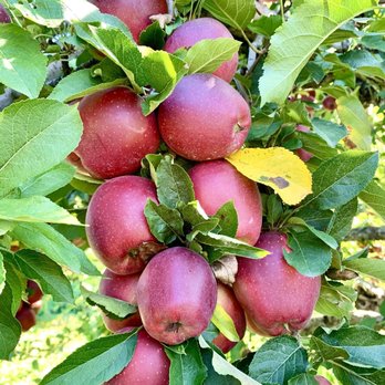 MASKER ORCHARDS - Updated December 2025 - 393 Photos & 236 Reviews - 45 ...