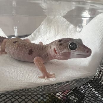 LLLREPTILE & SUPPLY CO, INC - Updated December 2024 - 383 Photos & 572 ...