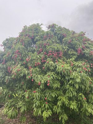 SERENDIB TROPICAL FRUIT FARM - Updated June 2025 - 33 Photos & 21 ...